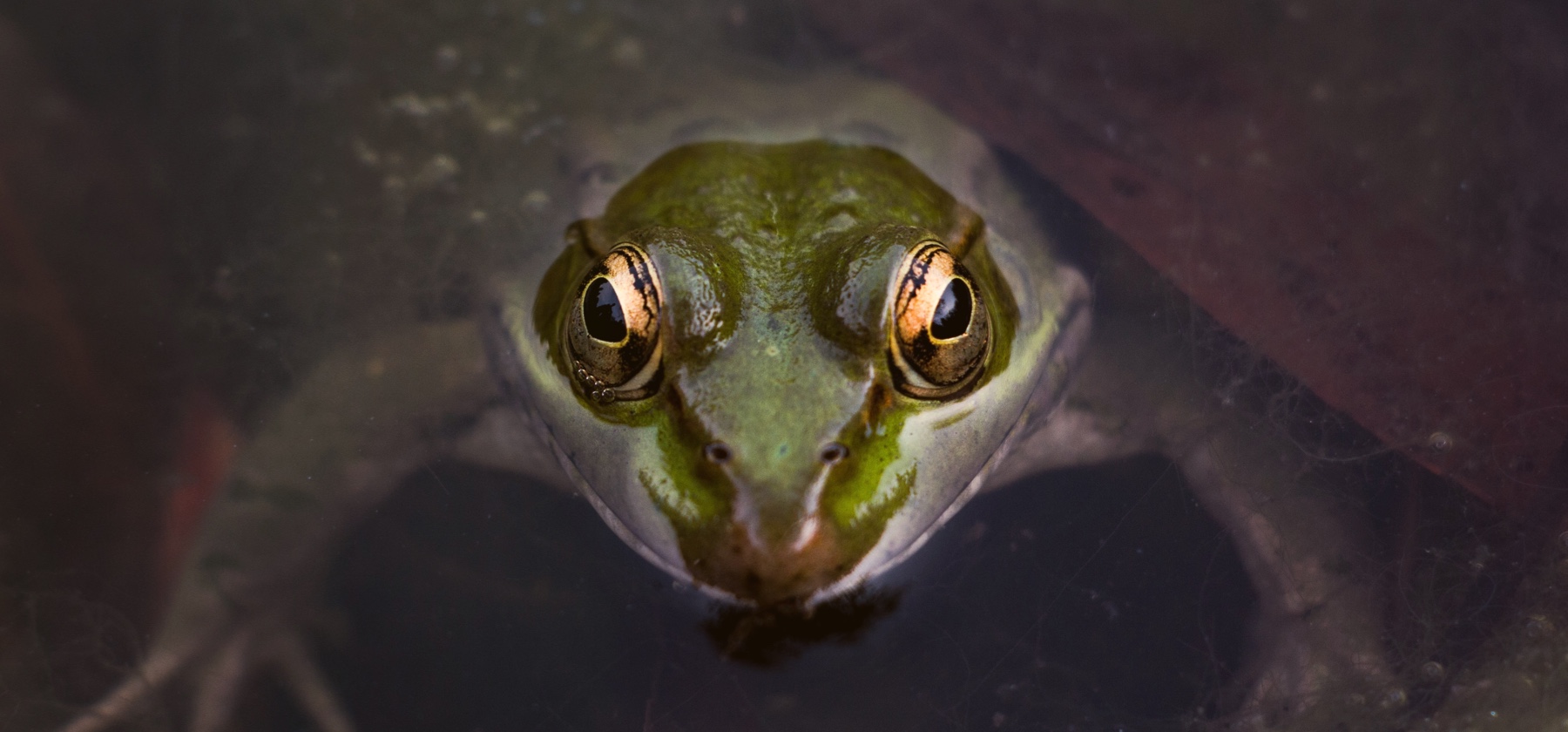 Guía básica de Screaming Frog versión 13.0 - Making Science